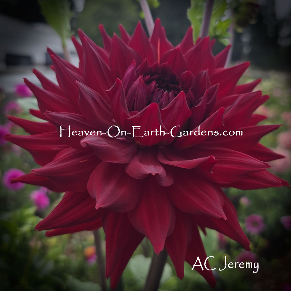 AC Jeremy – Heaven On Earth Gardens