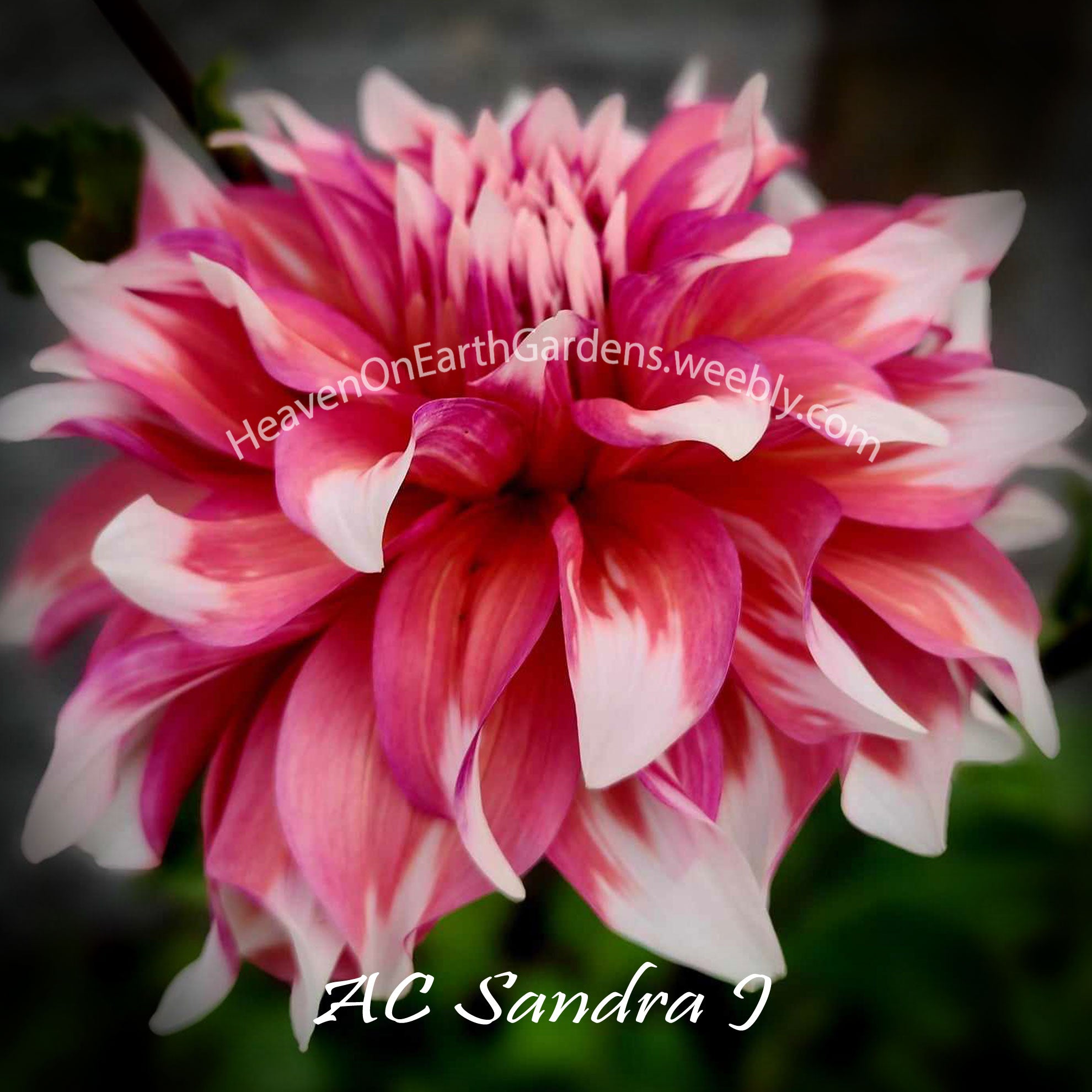 AC Sandra J – Heaven On Earth Gardens