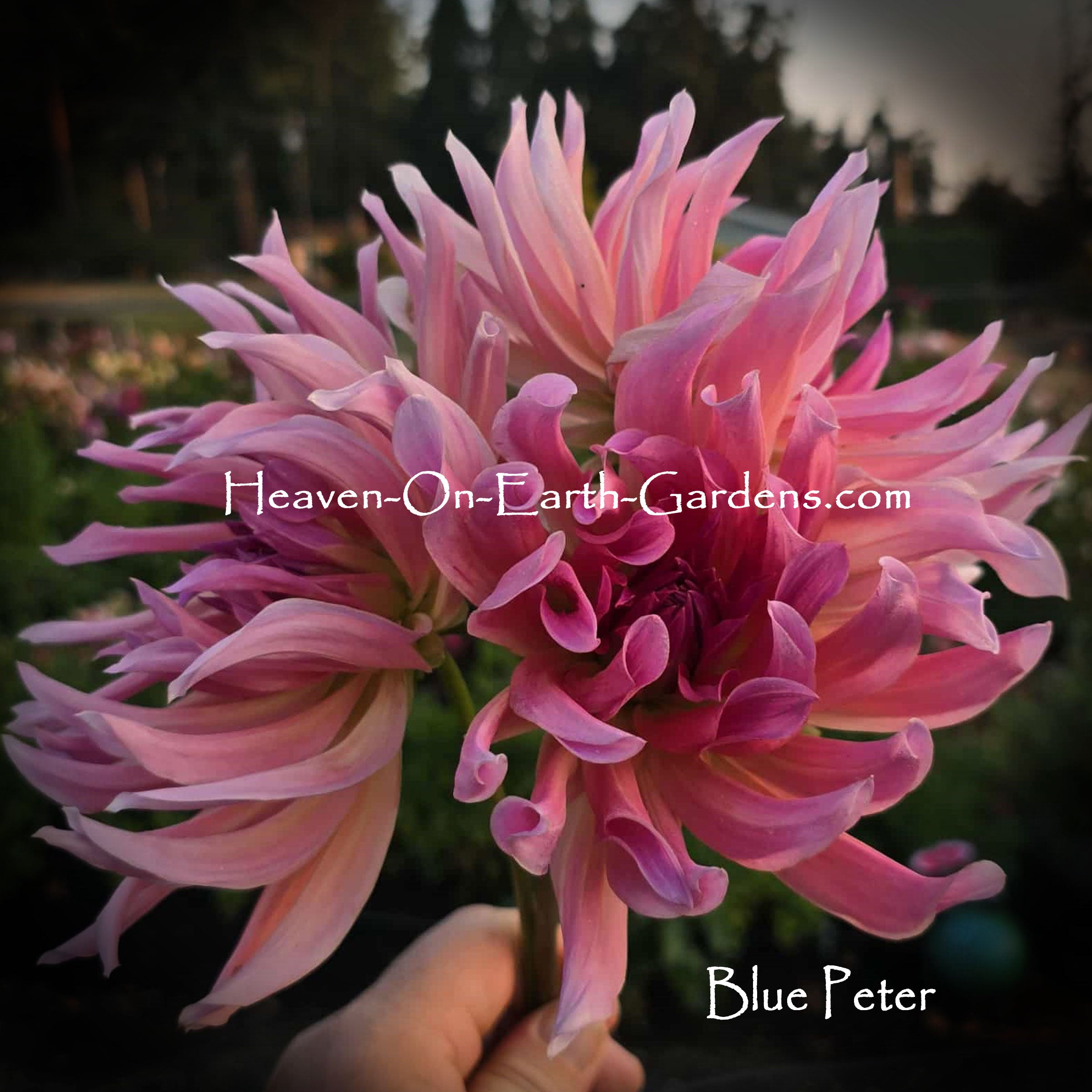 Blue Peter – Heaven On Earth Gardens