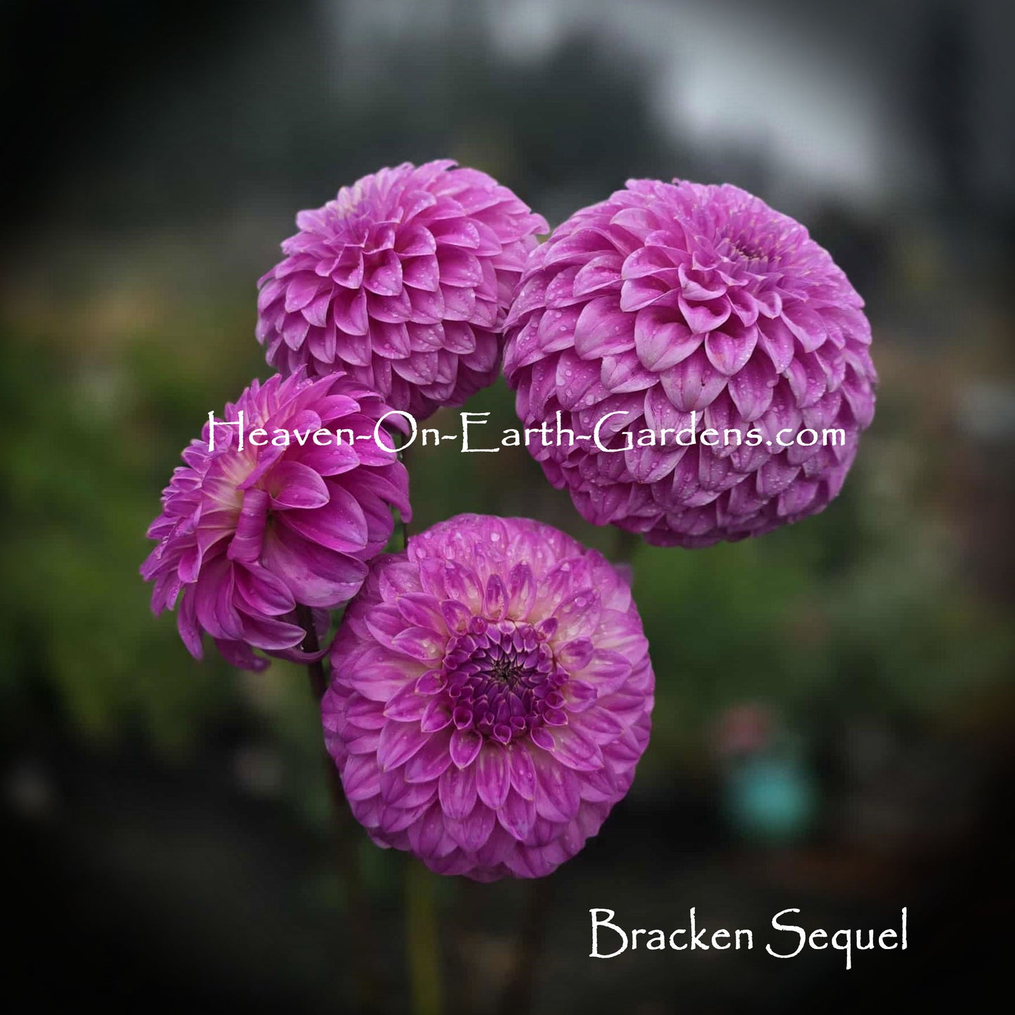 Bracken Sequel – Heaven On Earth Gardens