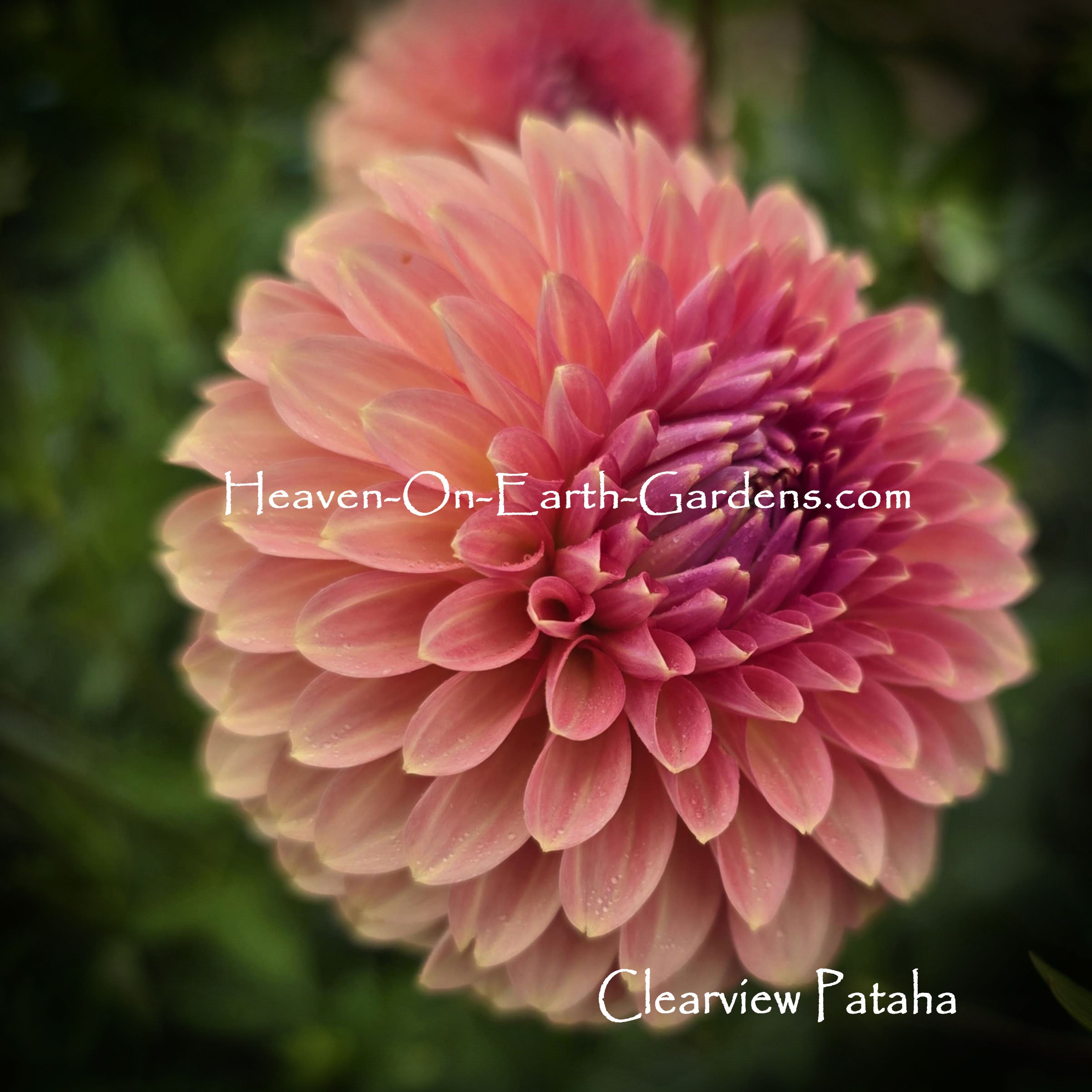 Clearview Pataha – Heaven On Earth Gardens