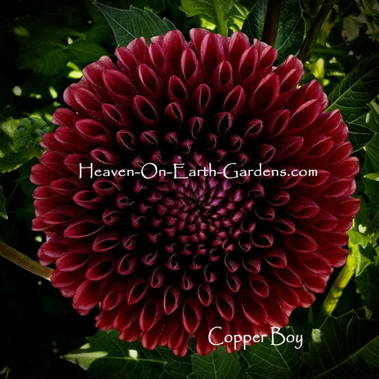 Copper Boy – Heaven On Earth Gardens