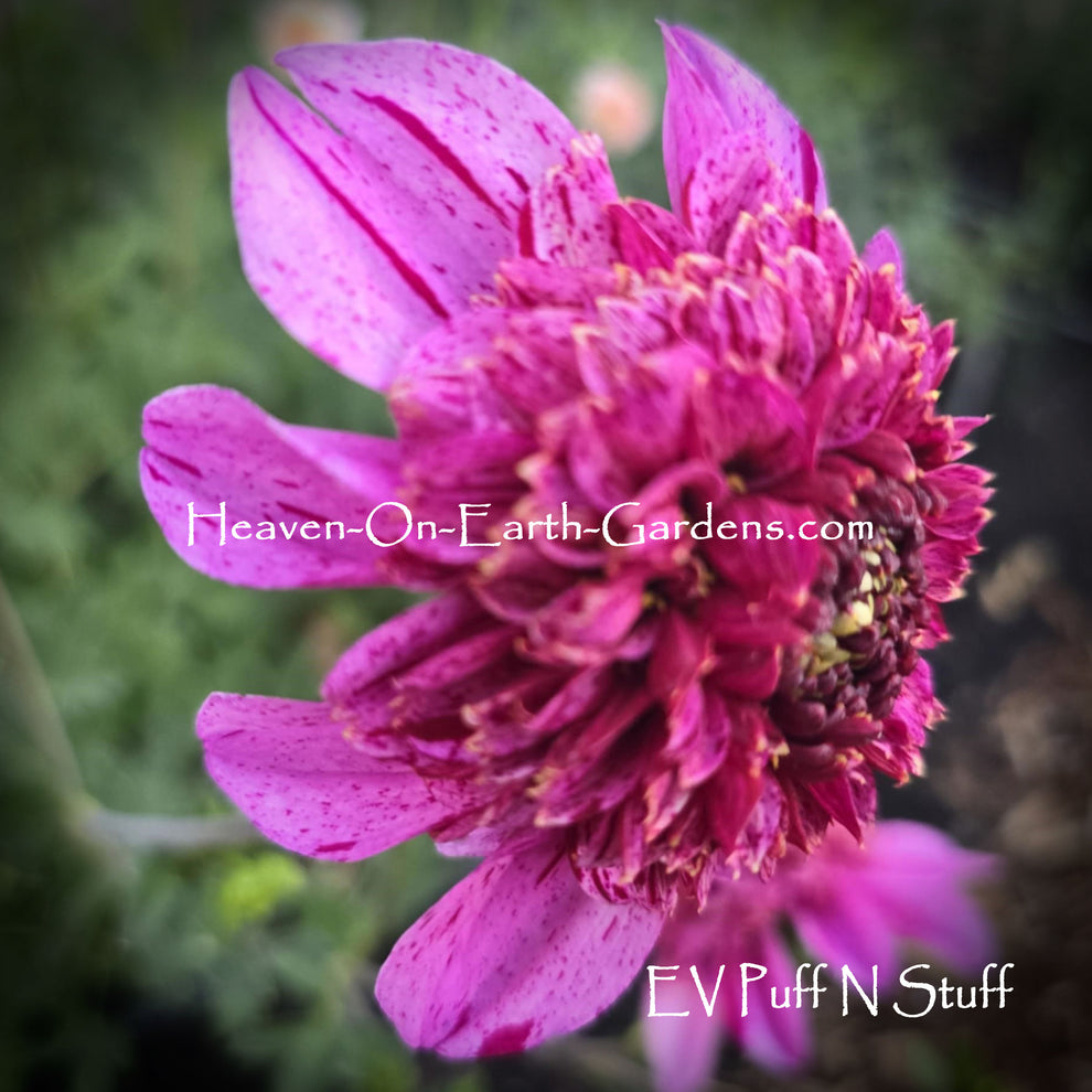 EV Puff N Stuff – Heaven On Earth Gardens