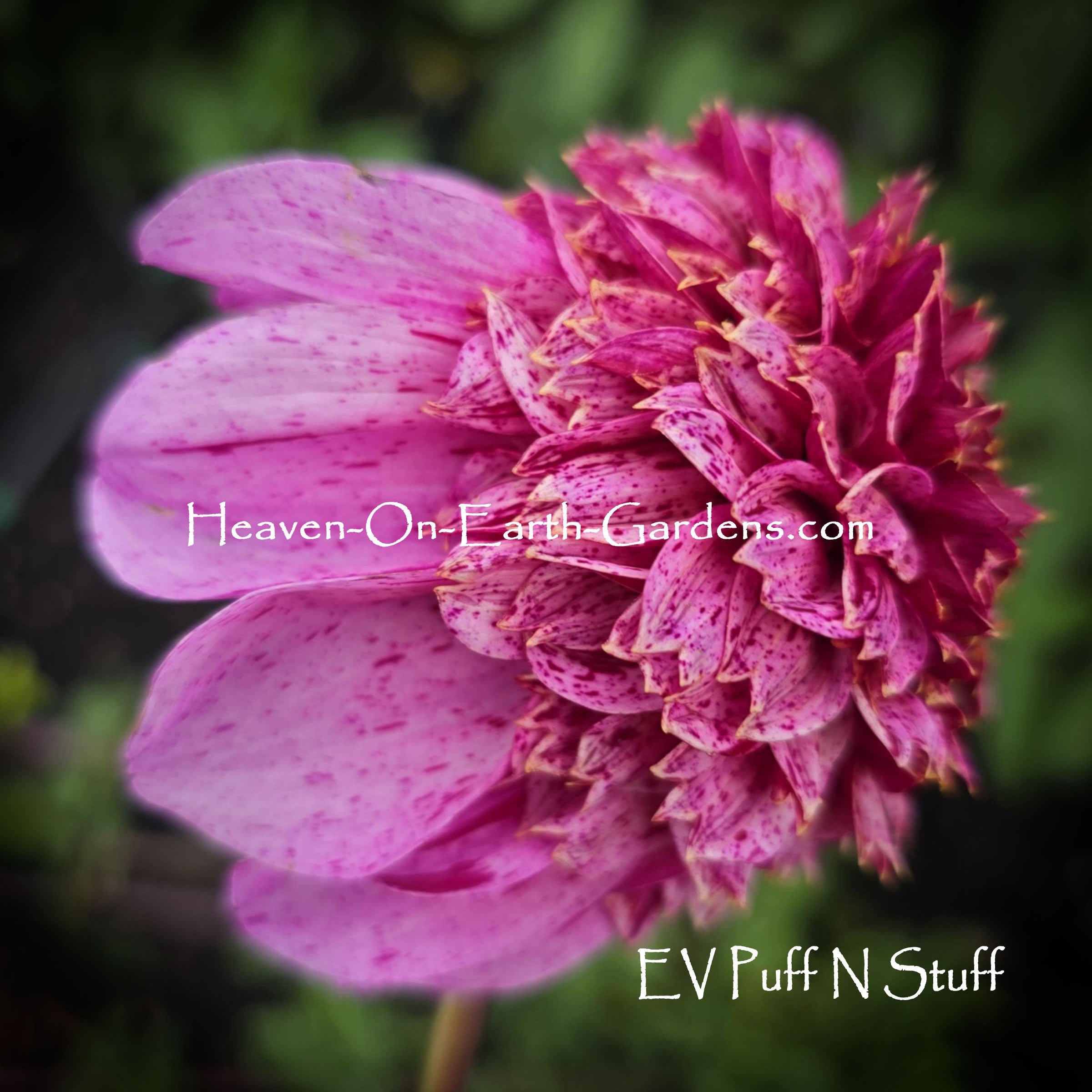 EV Puff N Stuff – Heaven On Earth Gardens