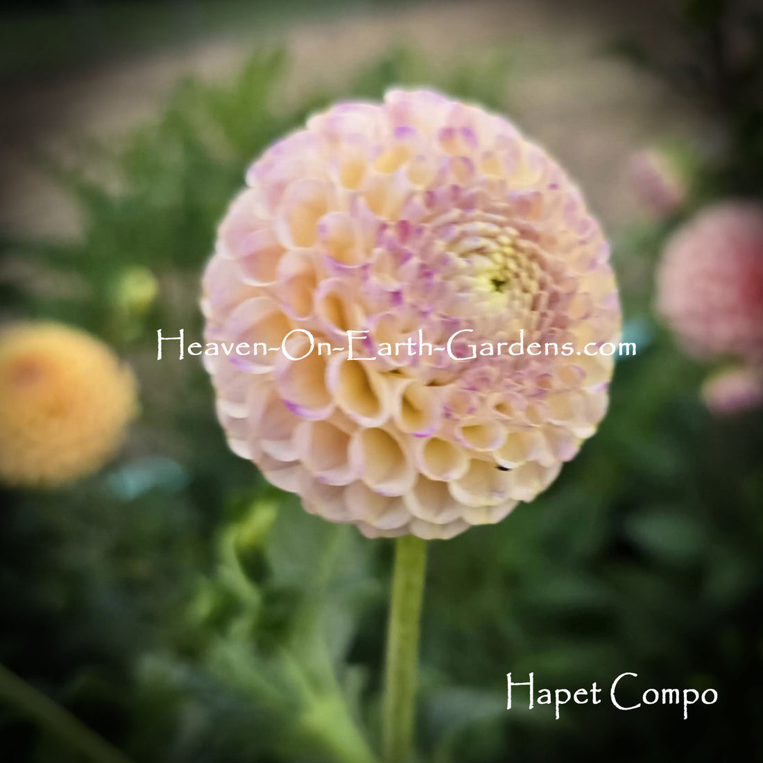 Hapet Compo – Heaven On Earth Gardens