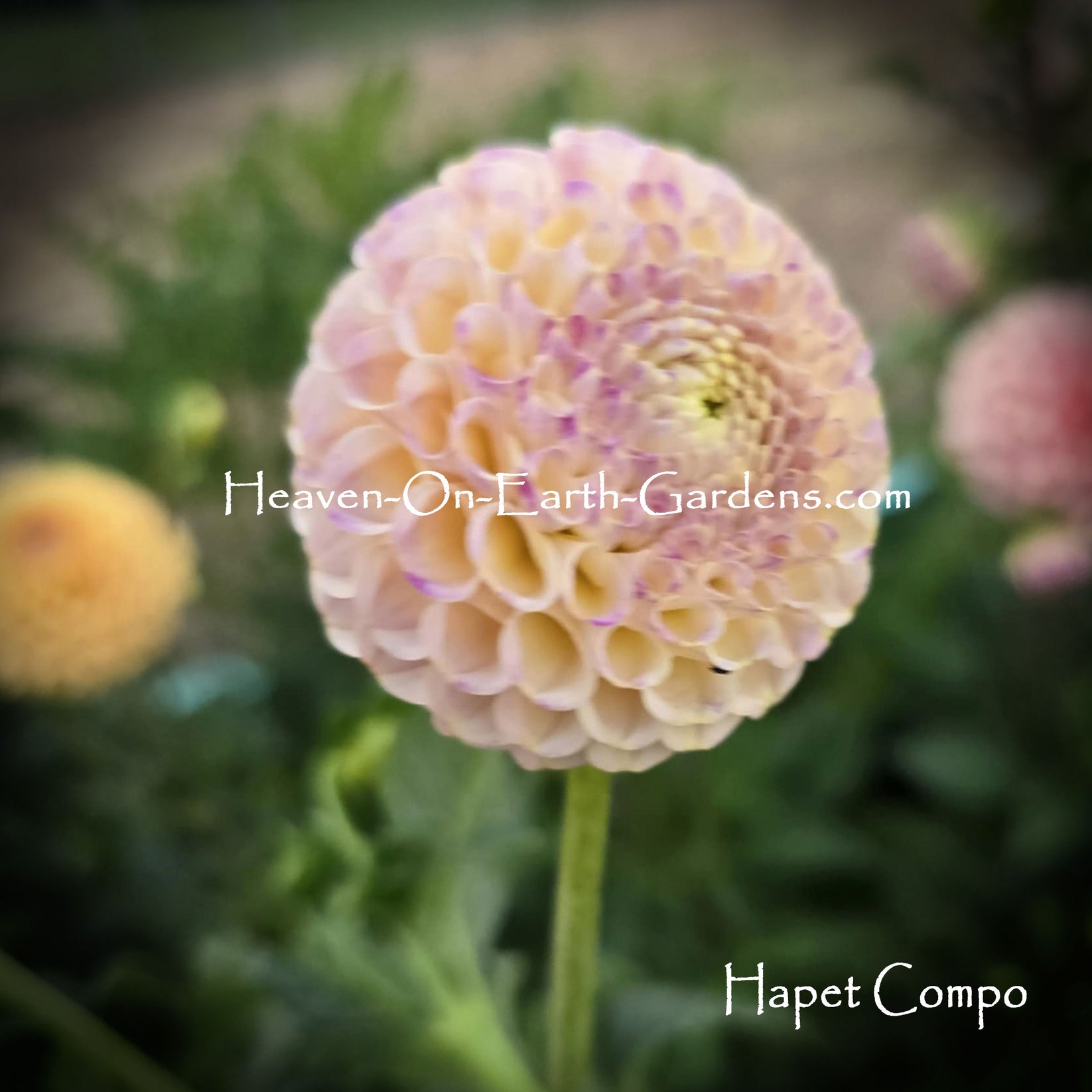 Hapet Compo – Heaven On Earth Gardens