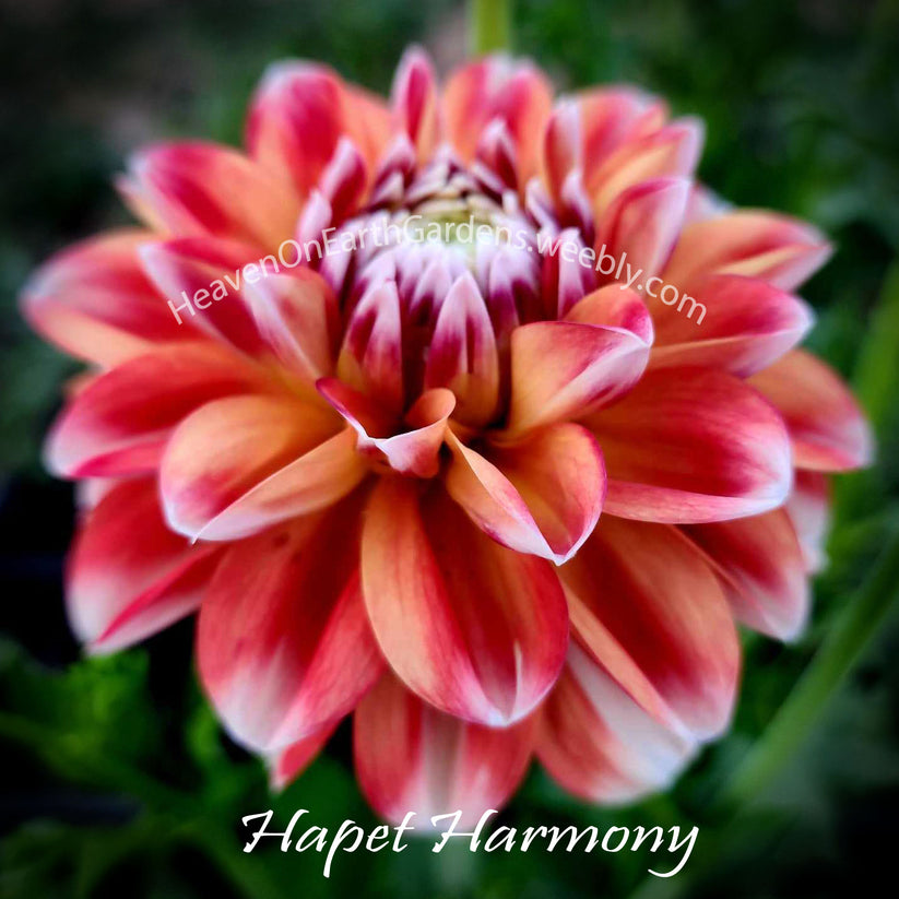 Hapet Harmony – Heaven On Earth Gardens