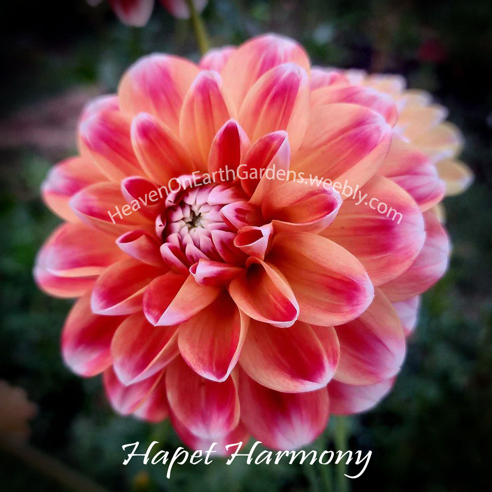 Hapet Harmony – Heaven On Earth Gardens