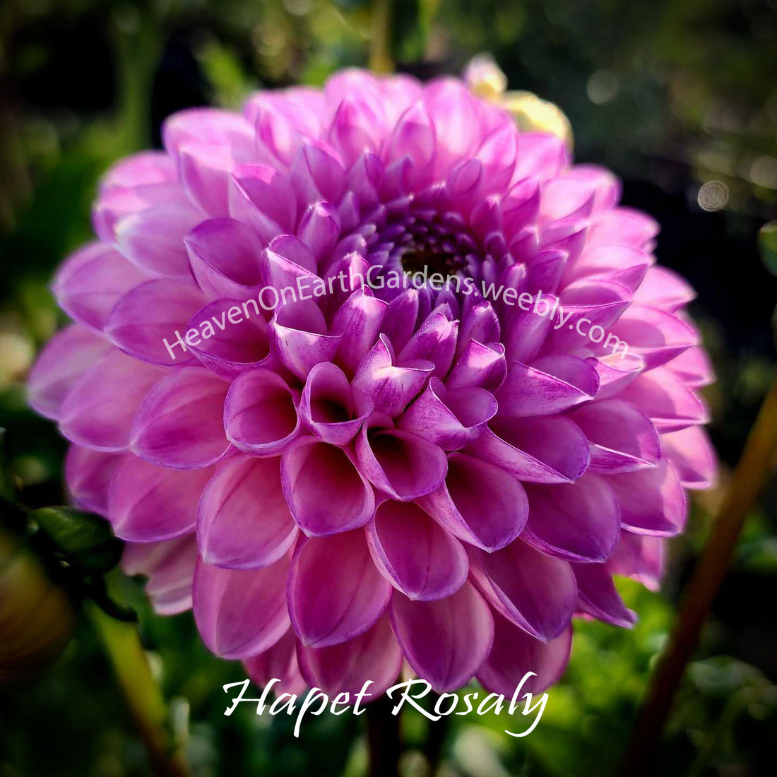 Hapet Rosaly – Heaven On Earth Gardens
