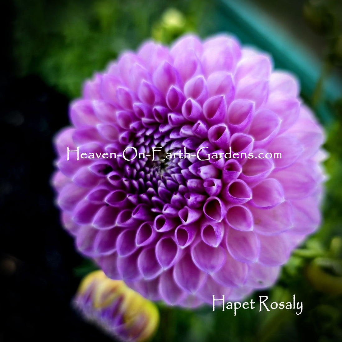 Hapet Rosaly – Heaven On Earth Gardens