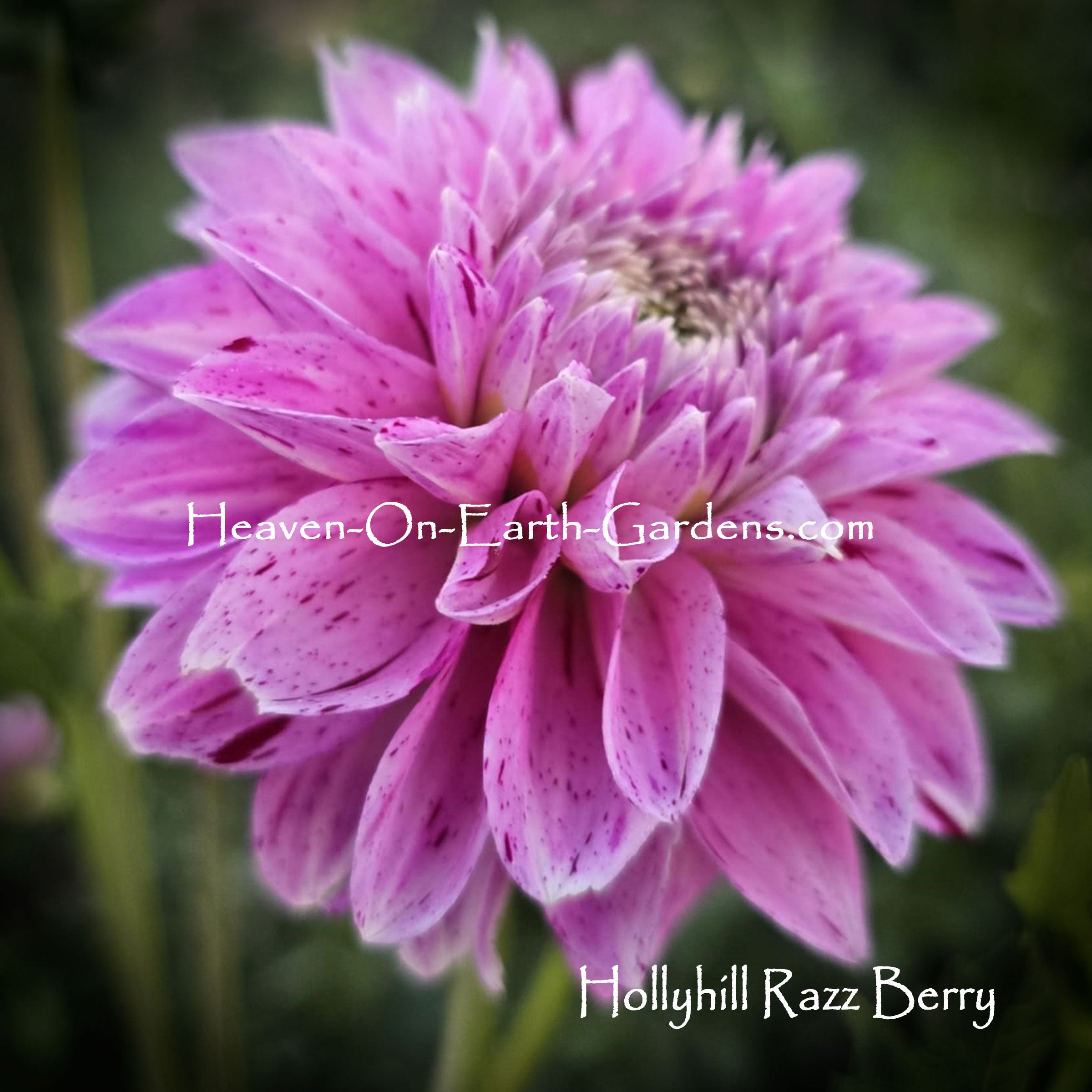 Hollyhill Razz Berry – Heaven On Earth Gardens