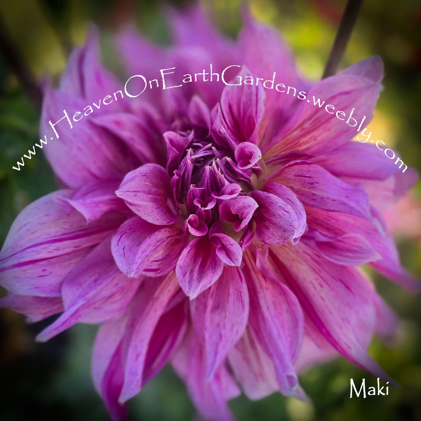 Maki – Heaven On Earth Gardens