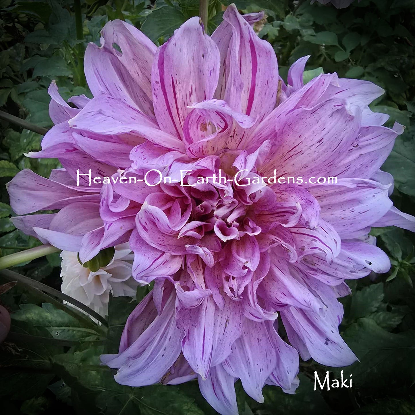 Maki – Heaven On Earth Gardens