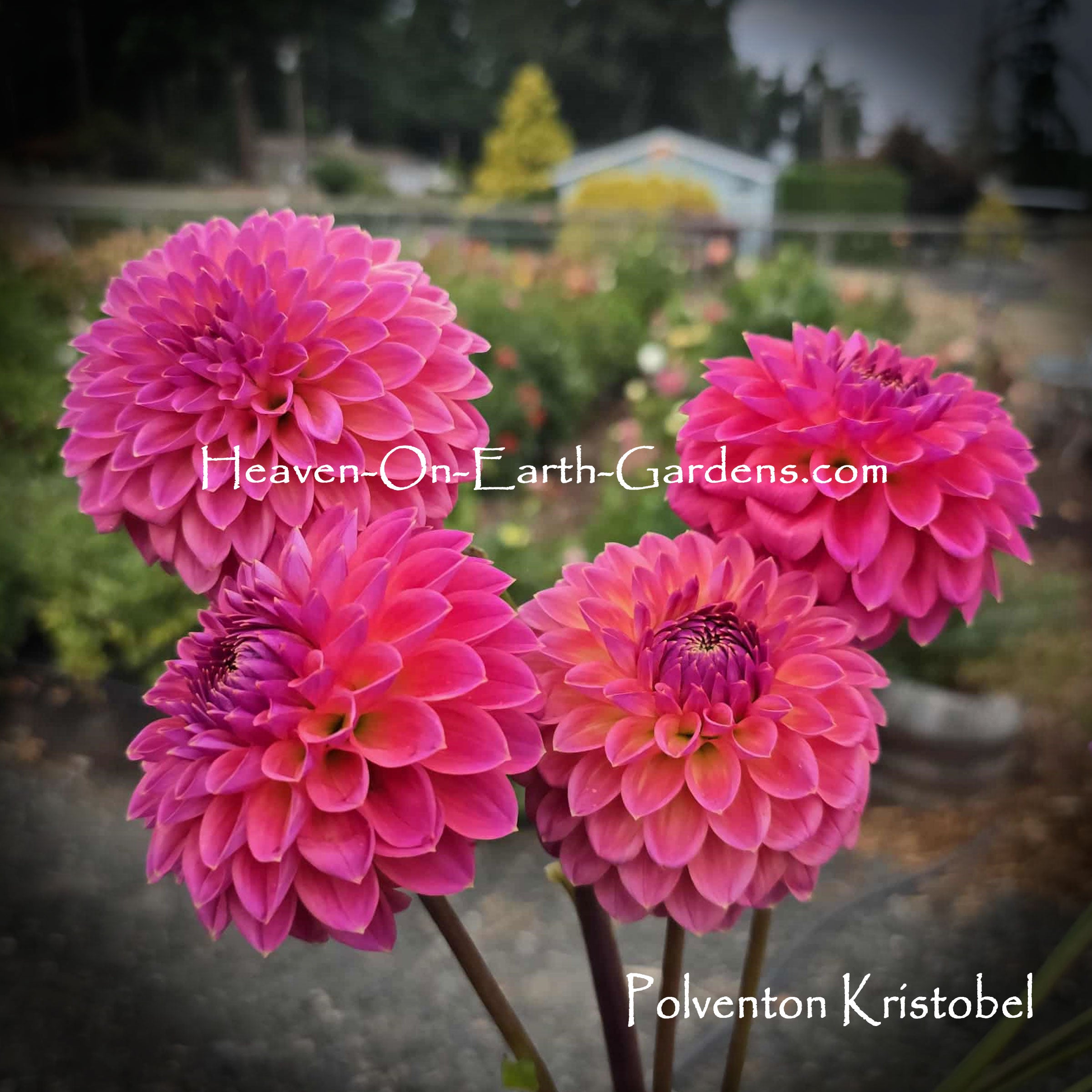 Polventon Kristobel – Heaven On Earth Gardens
