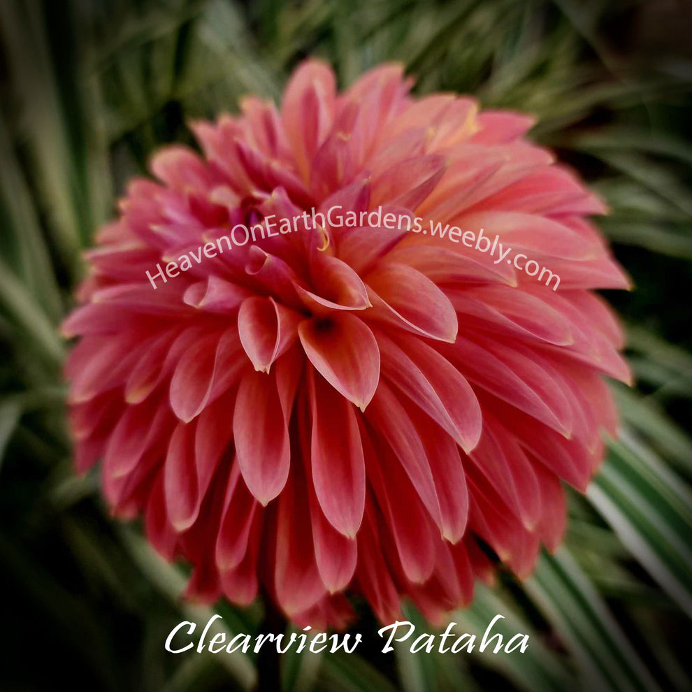 Clearview Pataha – Heaven On Earth Gardens